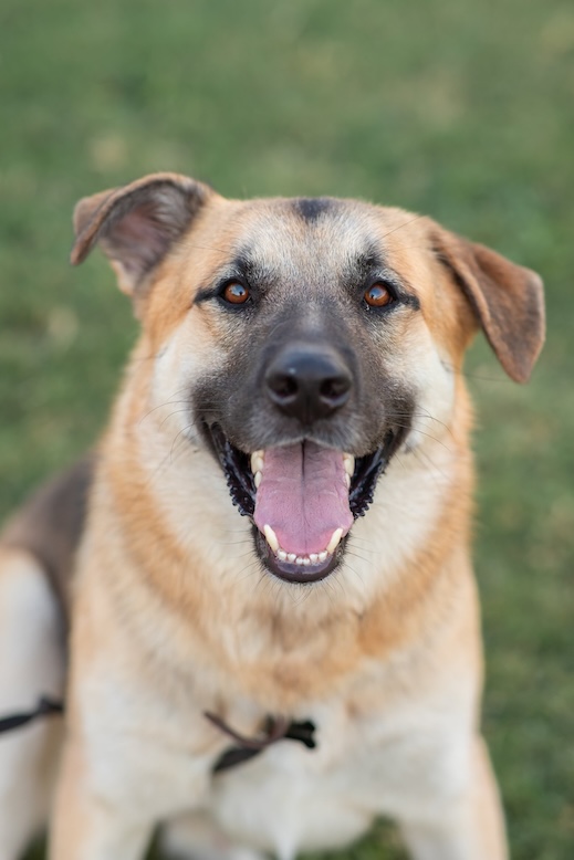 Beau | Austin German Shepherd Dog Rescue