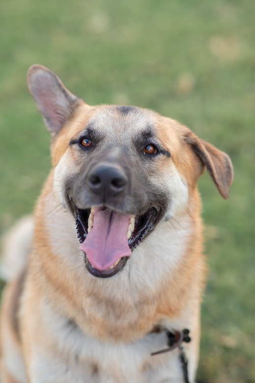 Beau | Austin German Shepherd Dog Rescue