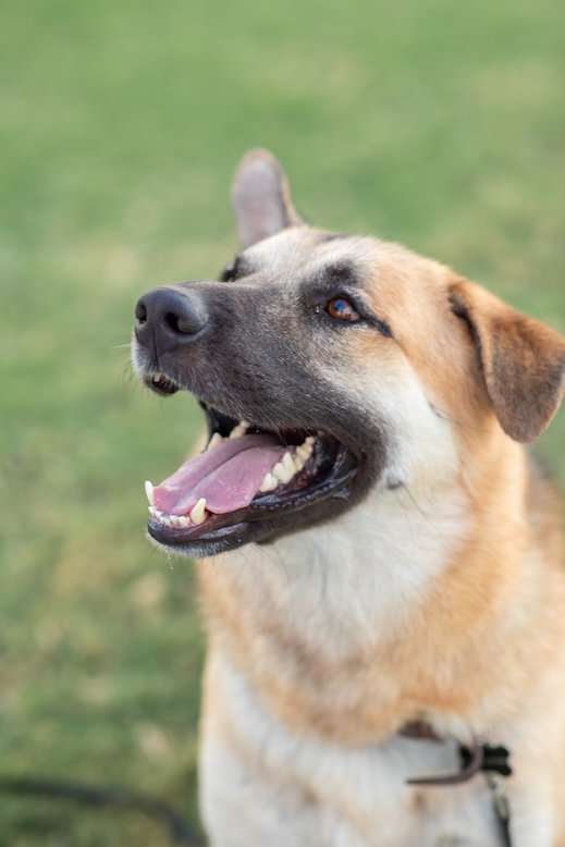 Beau | Austin German Shepherd Dog Rescue