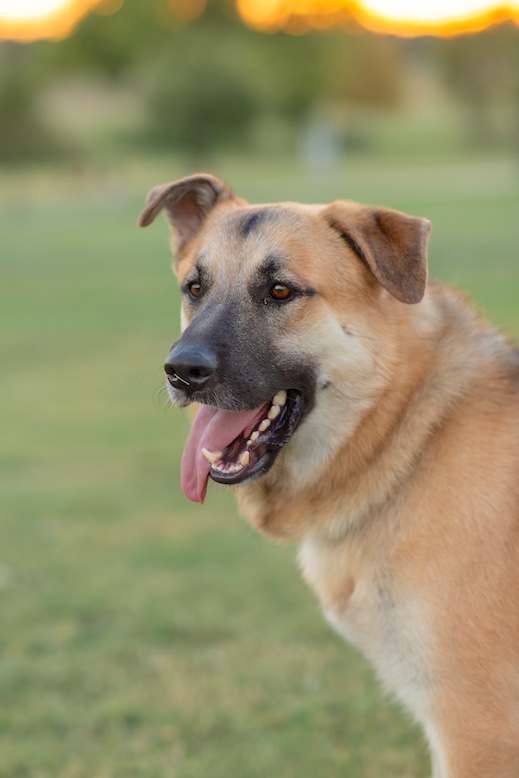 Beau | Austin German Shepherd Dog Rescue