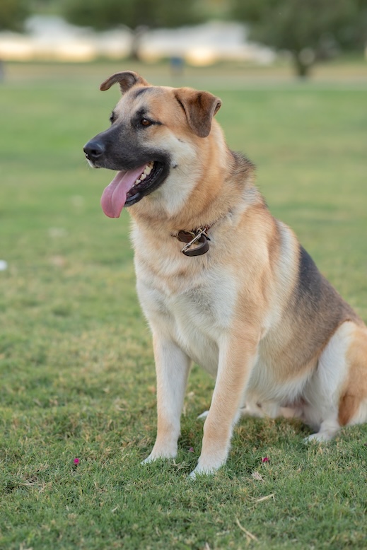 Beau | Austin German Shepherd Dog Rescue
