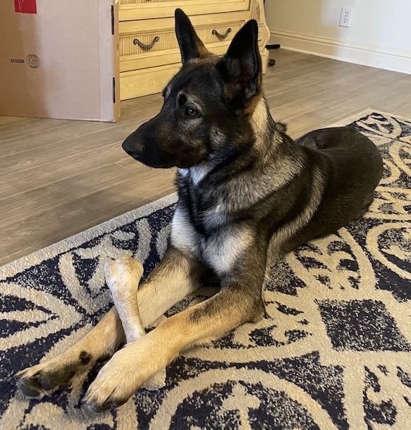 Bruno | Austin German Shepherd Dog Rescue