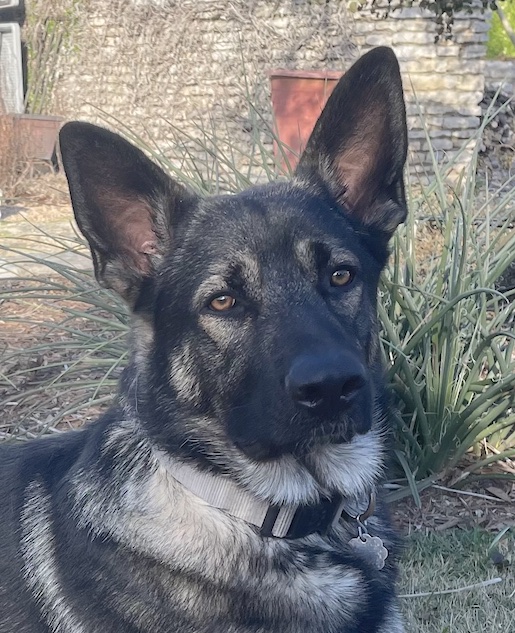 Bruno | Austin German Shepherd Dog Rescue