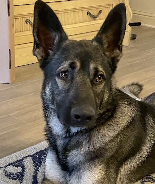 Bruno | Austin German Shepherd Dog Rescue