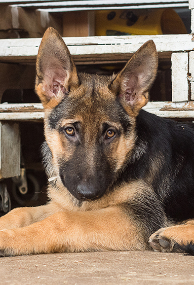 Dean | Austin German Shepherd Dog Rescue