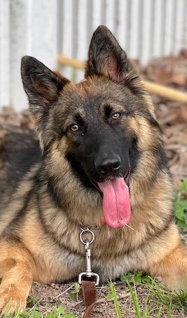 Eve | Austin German Shepherd Dog Rescue