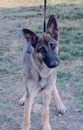 Hank | Austin German Shepherd Dog Rescue