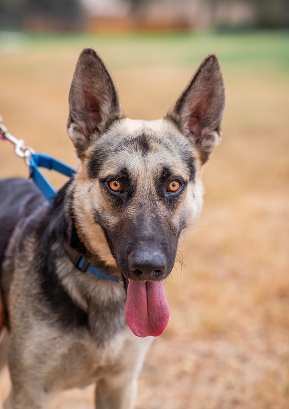 Jack | Austin German Shepherd Dog Rescue