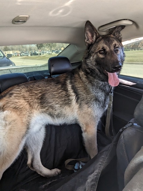 Kimo | Austin German Shepherd Dog Rescue