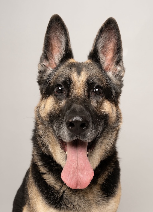 Krissy | Austin German Shepherd Dog Rescue