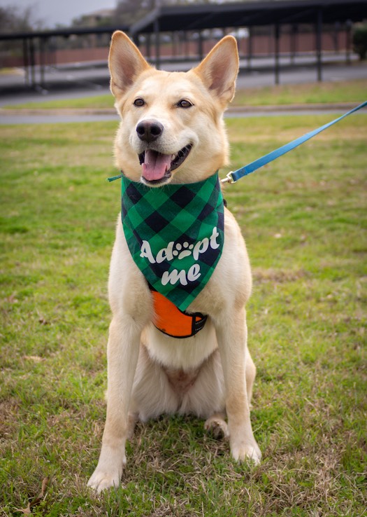 Layla | Austin German Shepherd Dog Rescue