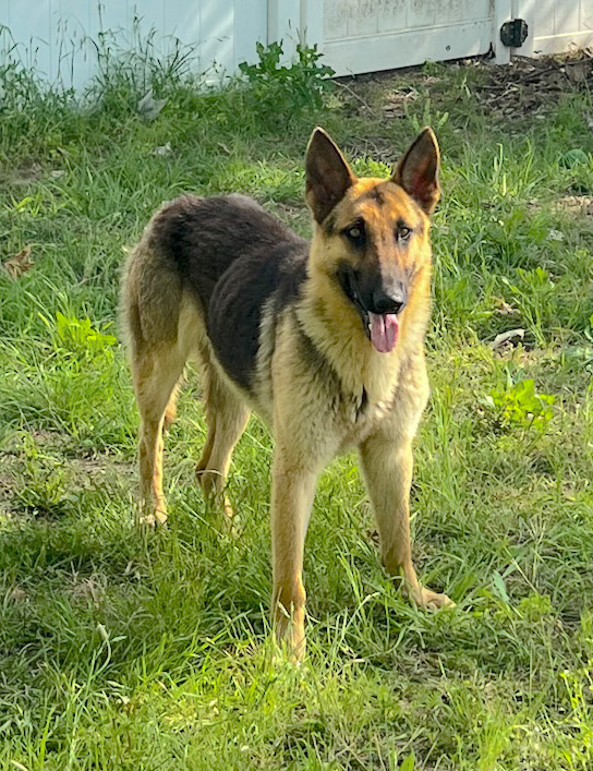Luke | Austin German Shepherd Dog Rescue