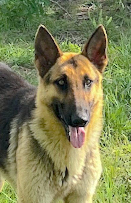 Luke | Austin German Shepherd Dog Rescue