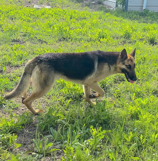 Luke | Austin German Shepherd Dog Rescue