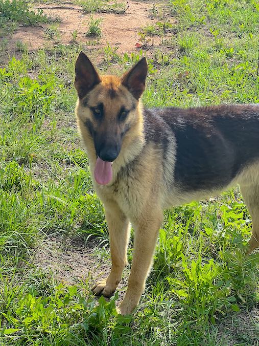 Luke | Austin German Shepherd Dog Rescue