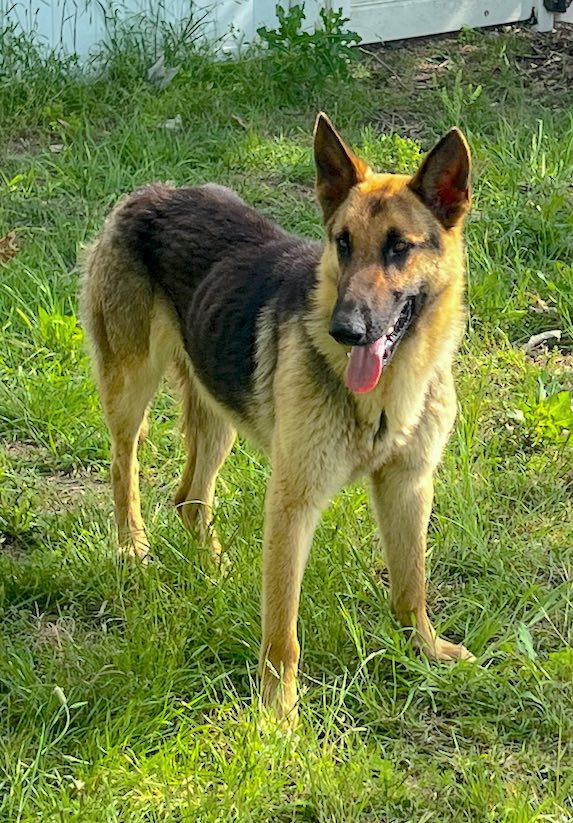 Luke | Austin German Shepherd Dog Rescue