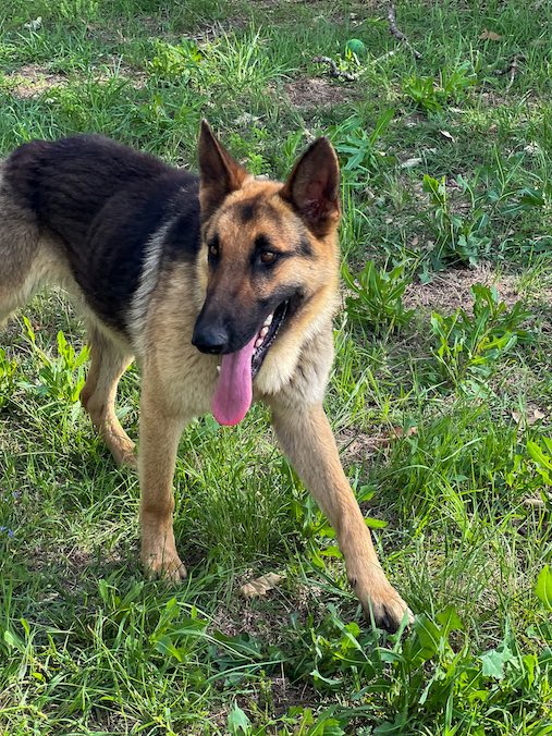 Luke | Austin German Shepherd Dog Rescue