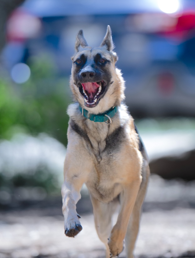 Sandy | Austin German Shepherd Dog Rescue