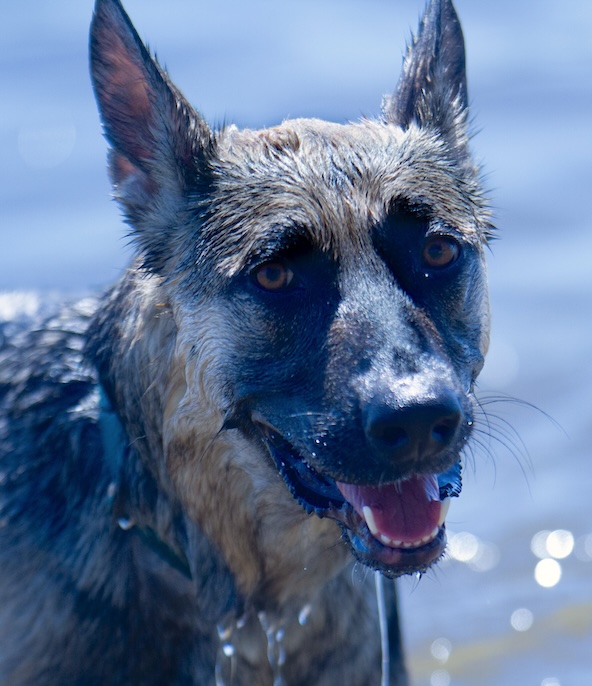 Sandy | Austin German Shepherd Dog Rescue