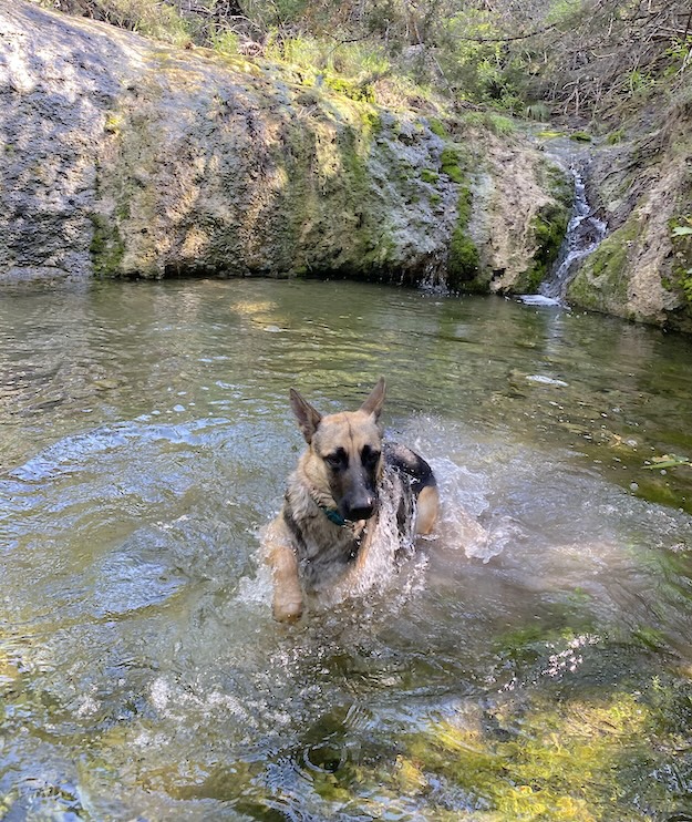 Sandy | Austin German Shepherd Dog Rescue