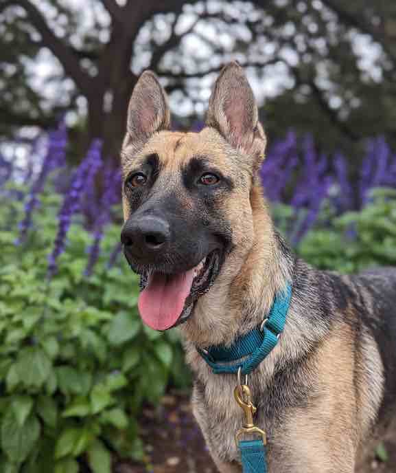Sandy | Austin German Shepherd Dog Rescue