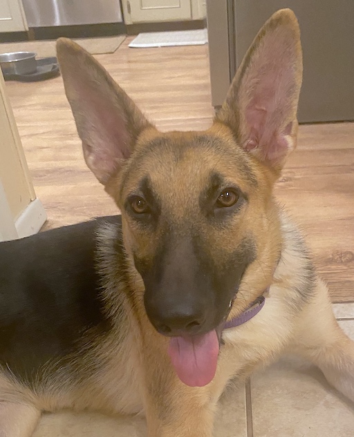 Shelly | Austin German Shepherd Dog Rescue
