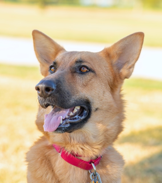 Sonja | Austin German Shepherd Dog Rescue