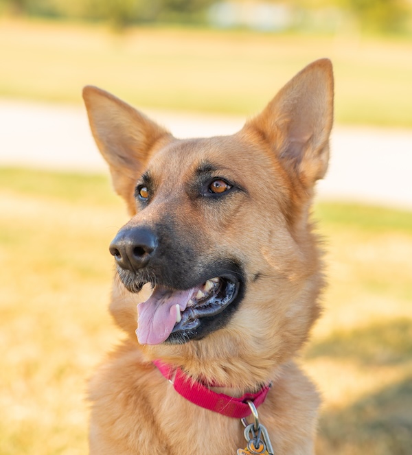 Sonja | Austin German Shepherd Dog Rescue