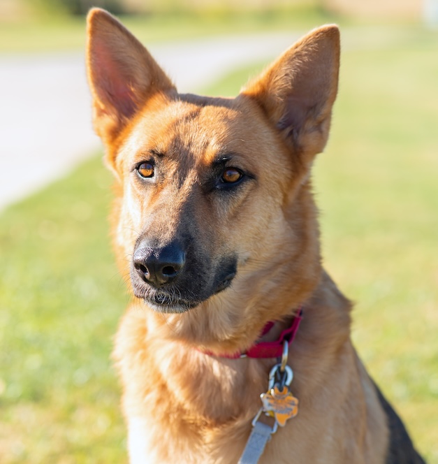 Sonja | Austin German Shepherd Dog Rescue