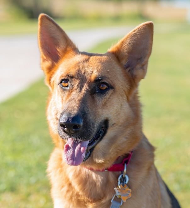 Sonja | Austin German Shepherd Dog Rescue