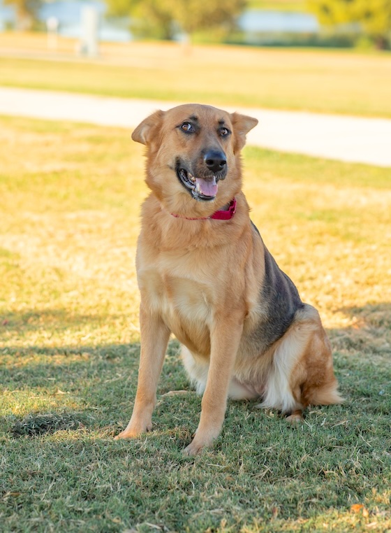Sonja | Austin German Shepherd Dog Rescue