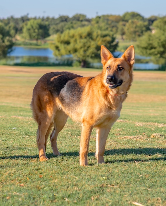 Sonja | Austin German Shepherd Dog Rescue