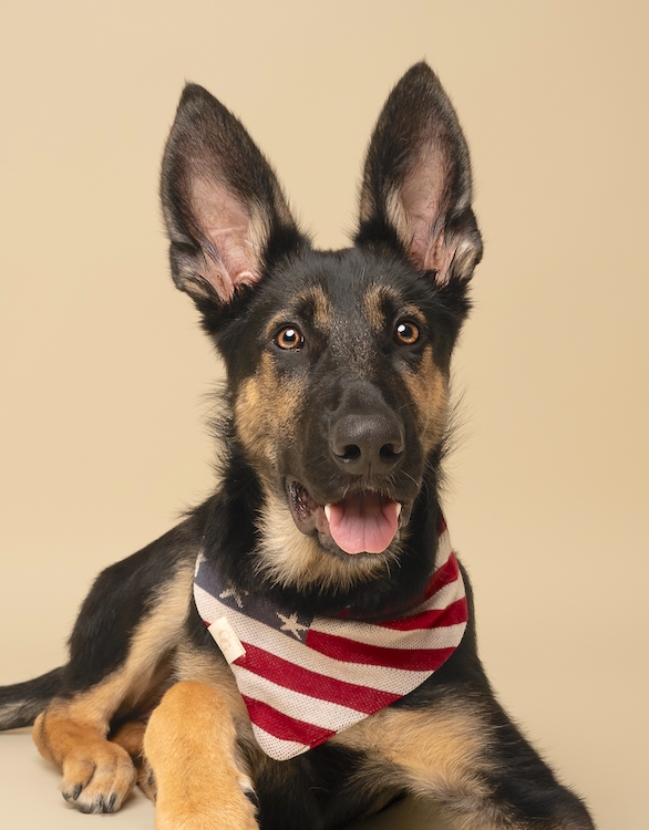 Thomas | Austin German Shepherd Dog Rescue