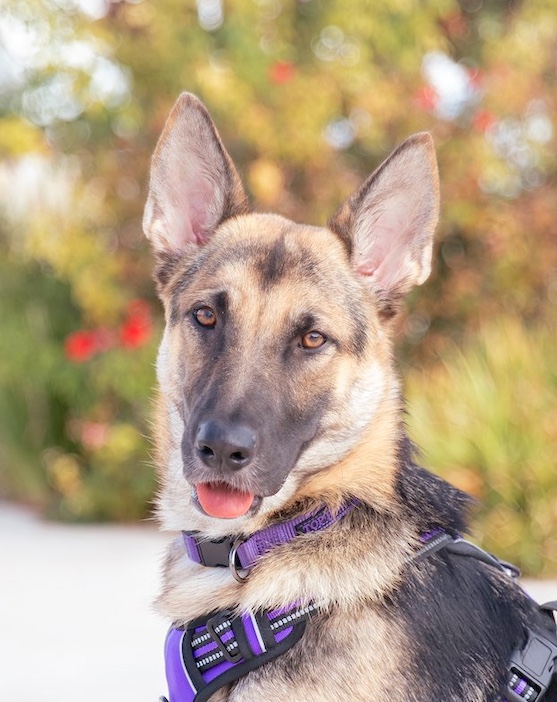 Violet | Austin German Shepherd Dog Rescue