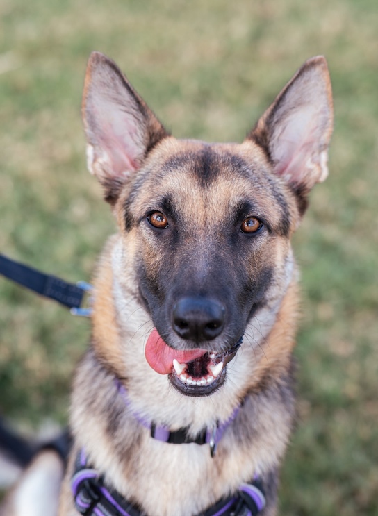 Violet | Austin German Shepherd Dog Rescue