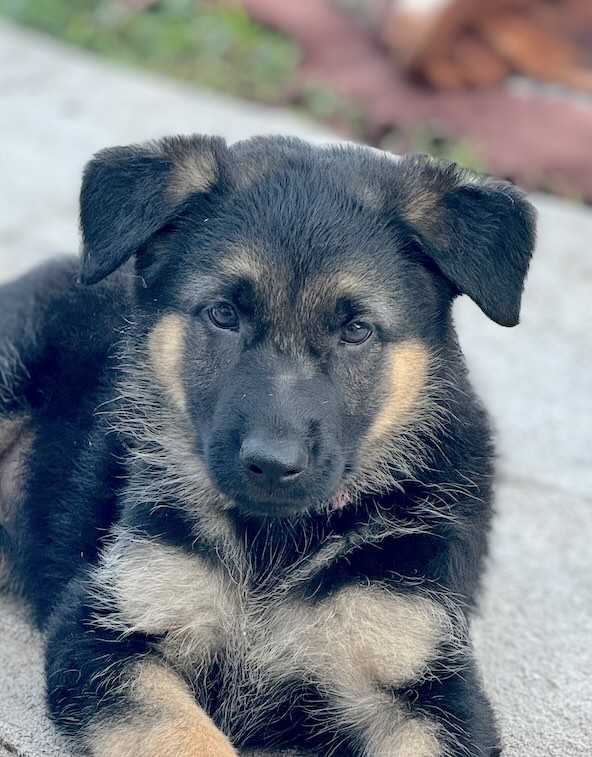 Violet | Austin German Shepherd Dog Rescue