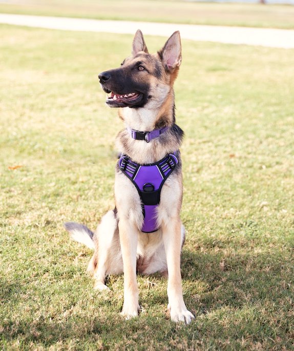 Violet | Austin German Shepherd Dog Rescue