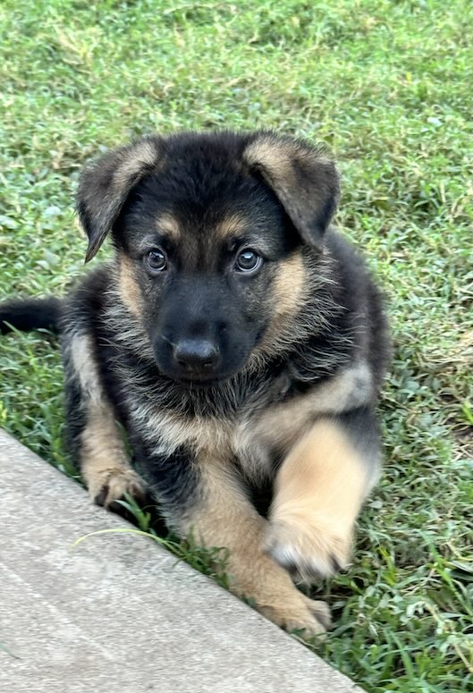 Violet | Austin German Shepherd Dog Rescue