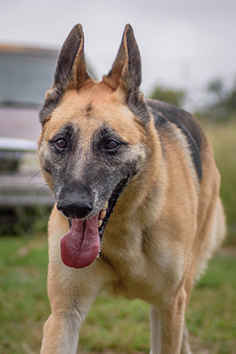 Laika | Austin German Shepherd Dog Rescue