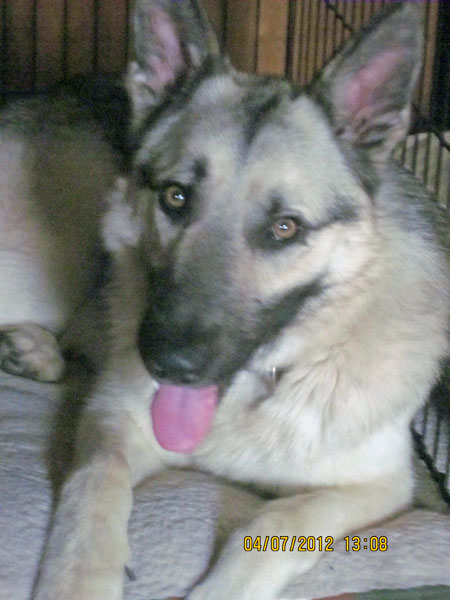 Mose | Austin German Shepherd Dog Rescue