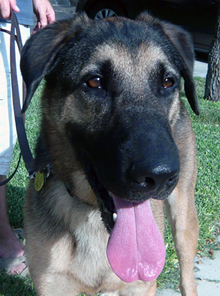 Luke | Austin German Shepherd Dog Rescue