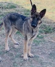 Hank | Austin German Shepherd Dog Rescue
