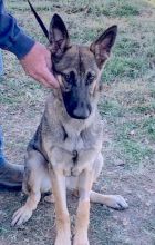 Hank | Austin German Shepherd Dog Rescue
