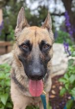 Sandy | Austin German Shepherd Dog Rescue