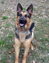 Elke | Austin German Shepherd Dog Rescue