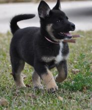 Kelie | Austin German Shepherd Dog Rescue