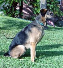 Luke | Austin German Shepherd Dog Rescue