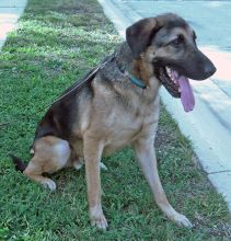 Luke | Austin German Shepherd Dog Rescue